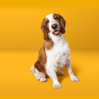 PEDIGREE® CA - Four universal needs of dogs